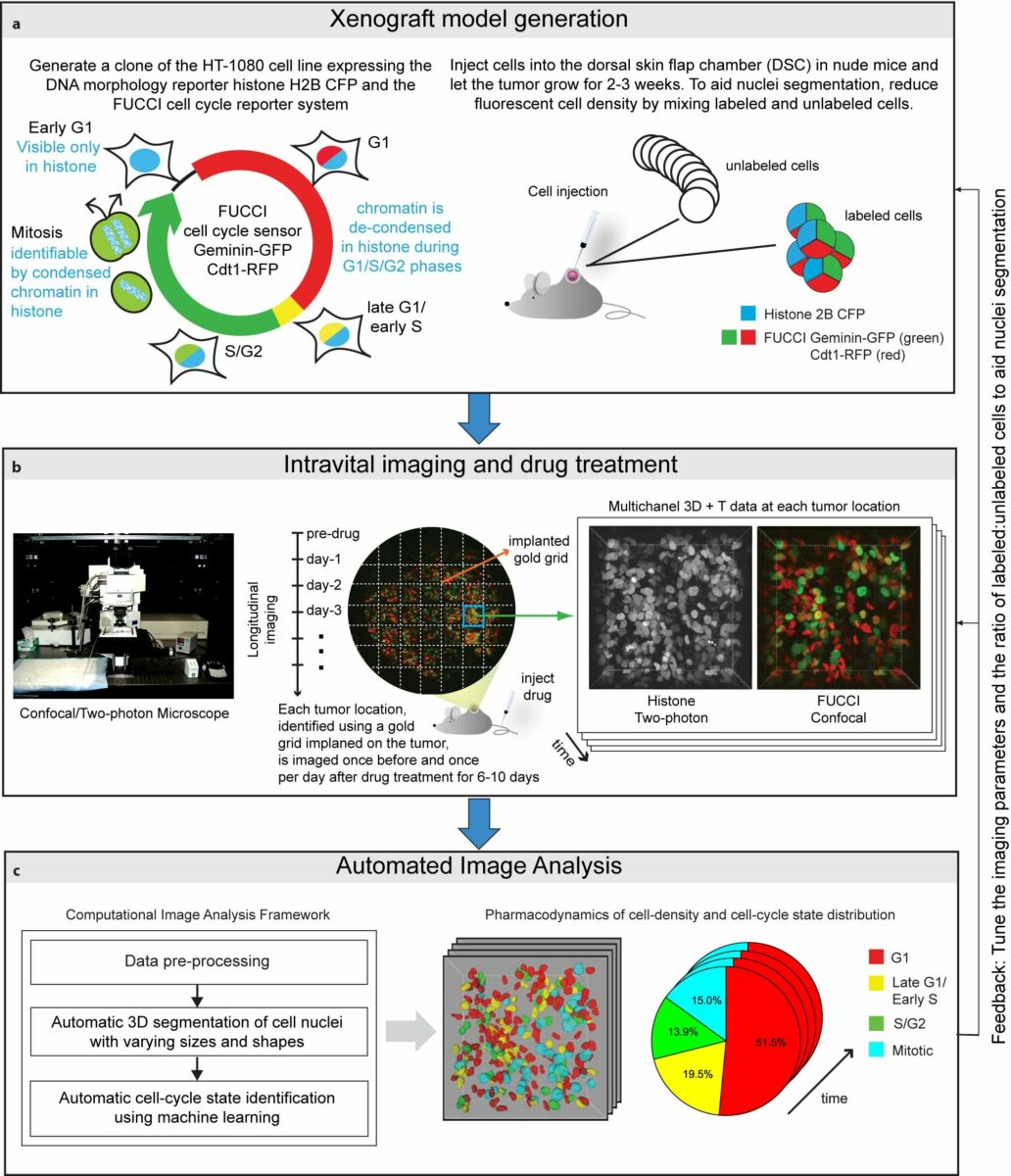 In vivo cell-cycle profiling in xenograft tumors by quantitative ...