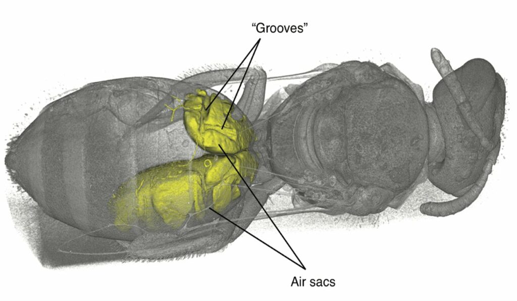 3D Slicer and Virtual Insect Dissection