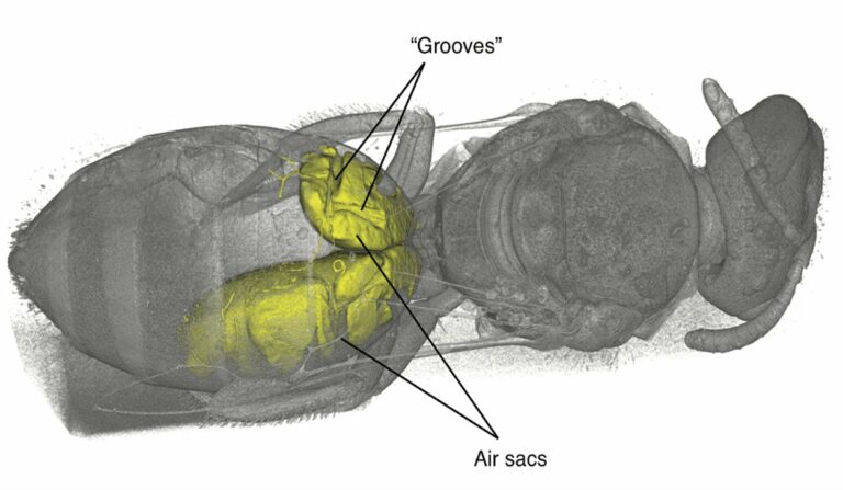 3D Slicer and Virtual Insect Dissection