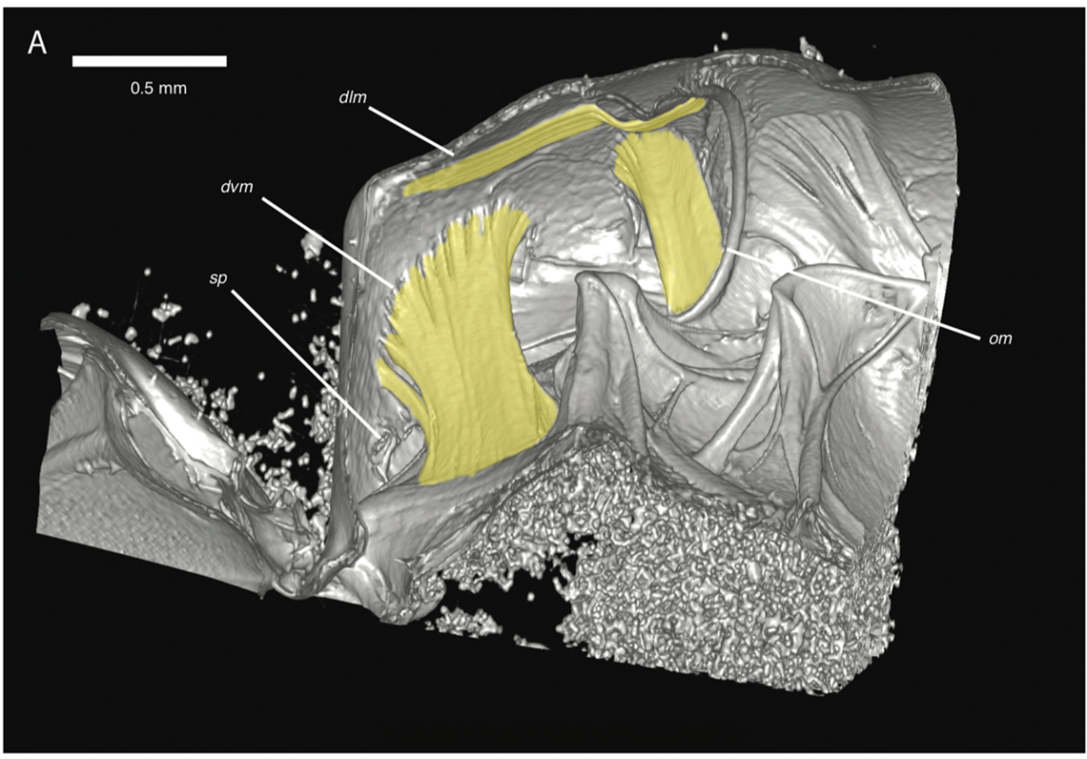 3D Slicer and Virtual Insect Dissection