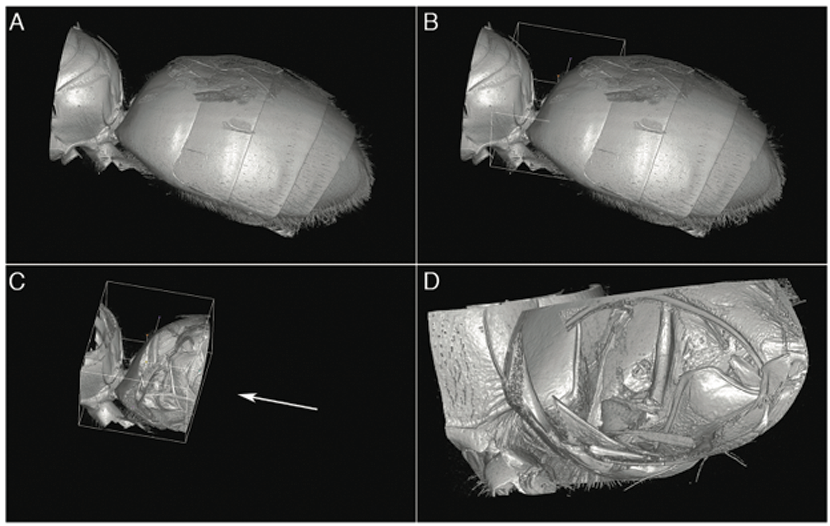3D Slicer and Virtual Insect Dissection