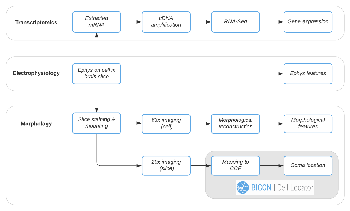 Cell Locator: Manually align specimens to annotated 3D spaces