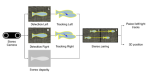 Introducing Stereo Camera Measurements in VIAME / DIVE