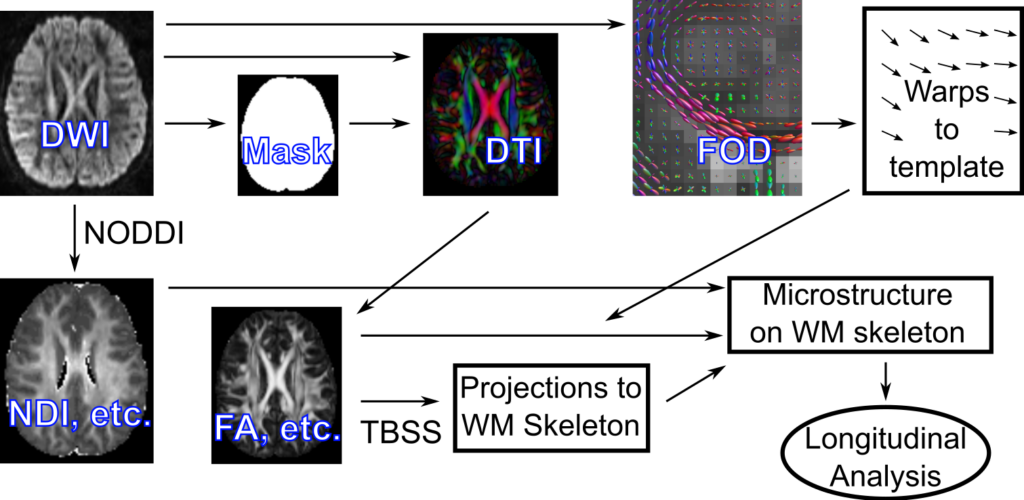 Developing Tools for Exploring Brain Microstructure in Diffusion MRI ...
